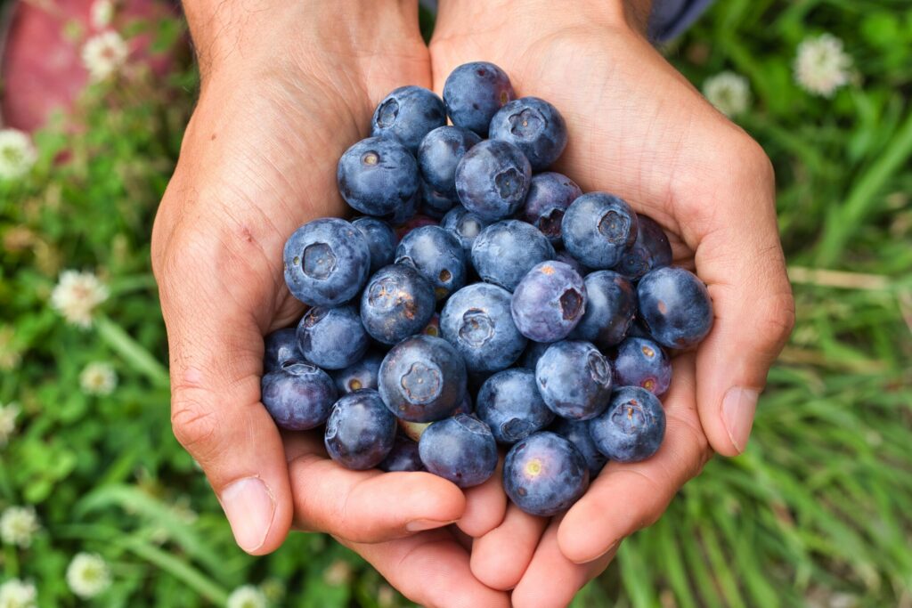 Cueillette de myrtilles et fruits rouges en Sologne